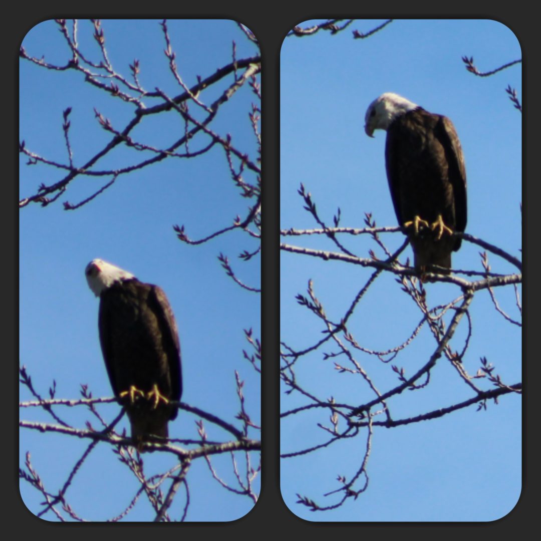 RoadTripping With JT: Bald Eagle Watching Along The Great River Road ...