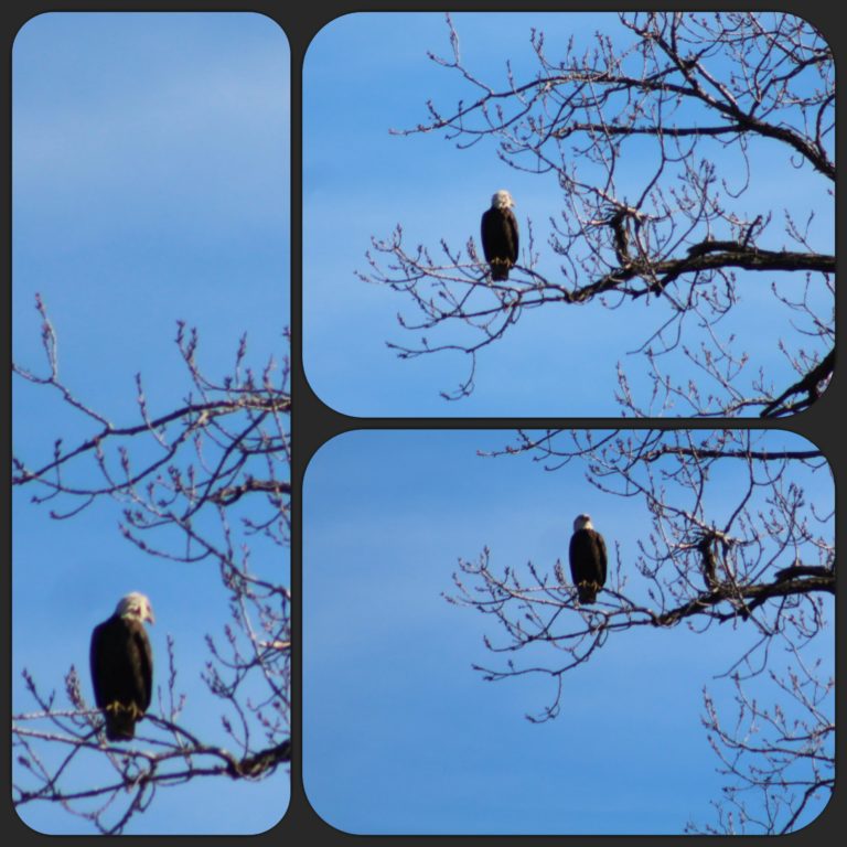 RoadTripping With JT: Bald Eagle Watching Along The Great River Road ...